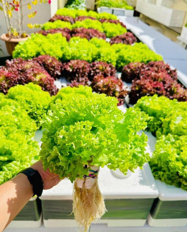 Lettuce Farming - Hydrovest Technology