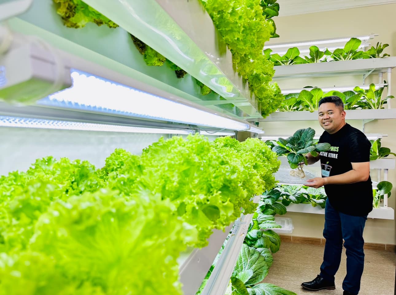 Lettuce Farming - Hydrovest Technology